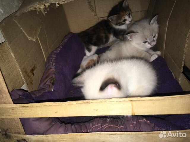 Котята ищут дом