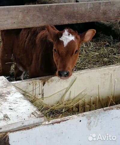Продаются телята