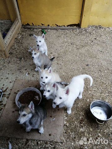 Продаются щенки