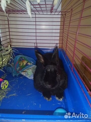 Кролик мальчик 2 года