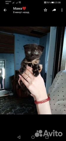 Отдам миленьких кошечек