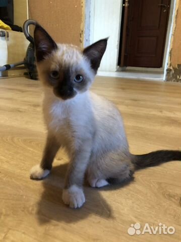 Котенок