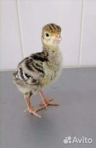 Бройлерная индейка Бронза 708