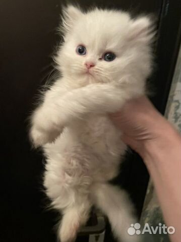 Персидская