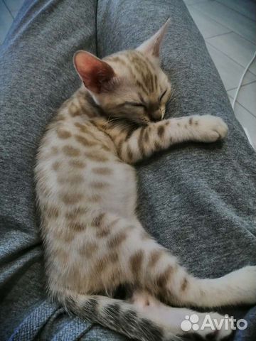 Бенгальская кошка