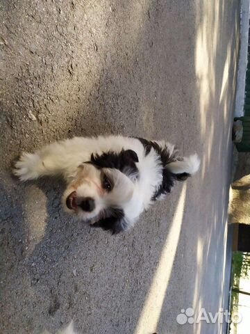 Собака в добрые руки щенок