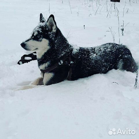 Сибирский хаски бесплатно