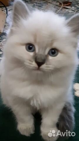 Котята сибирская невская