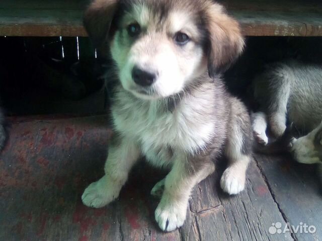 Аляскинский маламут щенки