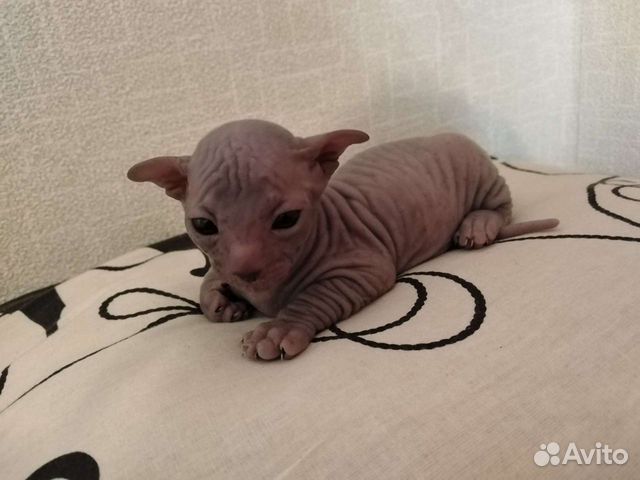 Донской сфинкс котята