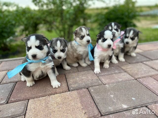 Собаки хаски щенки