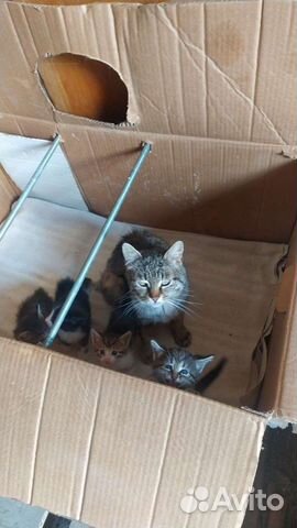 Отдам котят в добрые руки