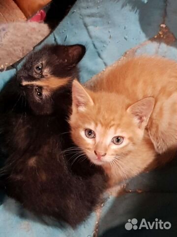 Симба котейка