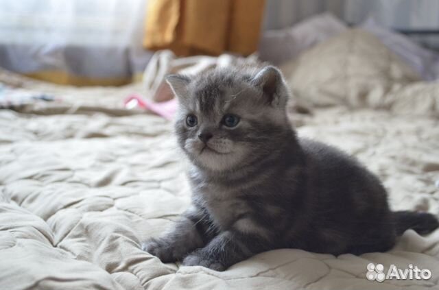 Британские котята