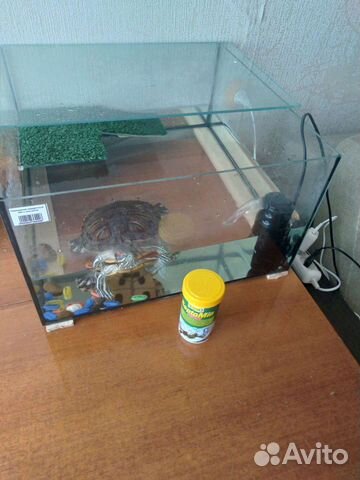 Красноухая черепаха с аквариумом