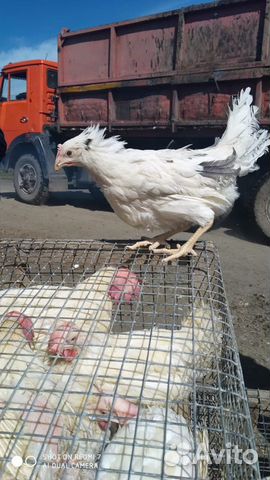 Куры молодки