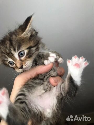 Чудесные котята в добрый дом