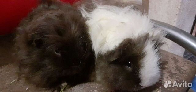 Морские свинки Тексель