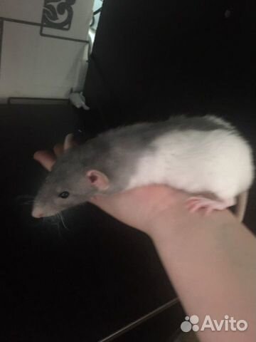 Крыса дамбо с клеткой