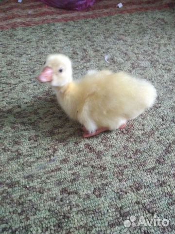 Гусята домашние