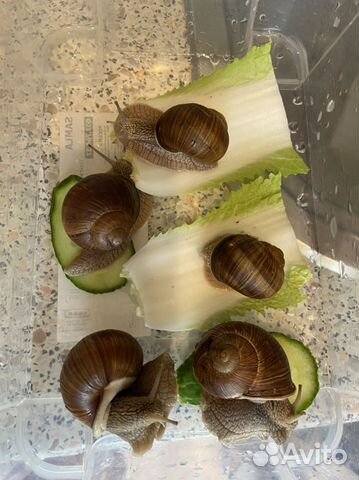Улитки виноградные
