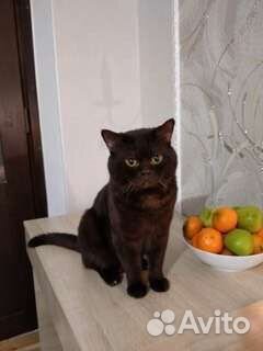 Потерялся кот