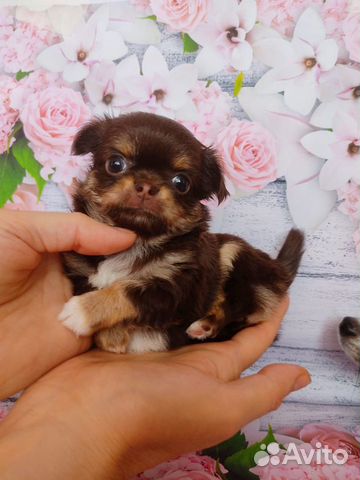 Девочки и мальчики шоколадки