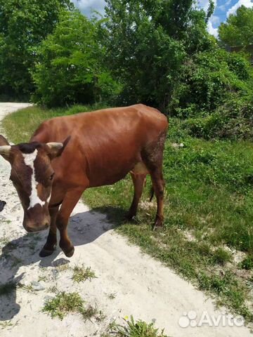 Корова дойная