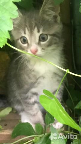 Волшебные котята