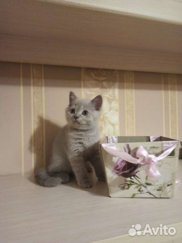 Шотландский лило)