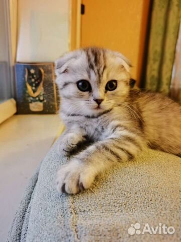 Шотландский вислоухий котенок