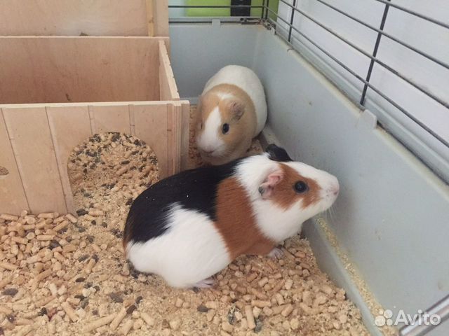 Две морские свинки