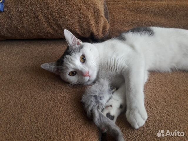 Котик Федор в добрые ответственные руки