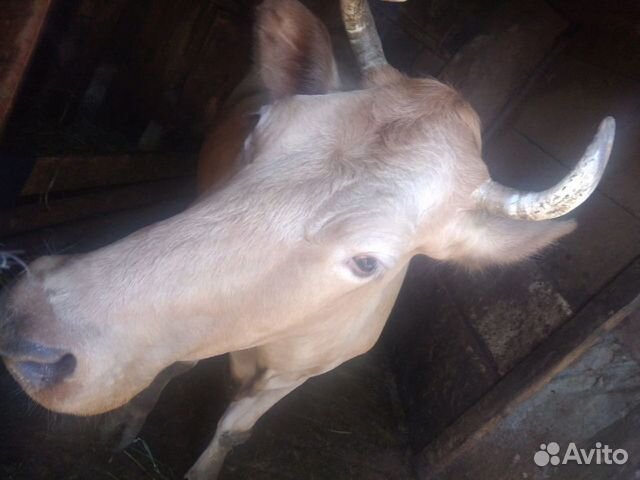 Продается корова симментал