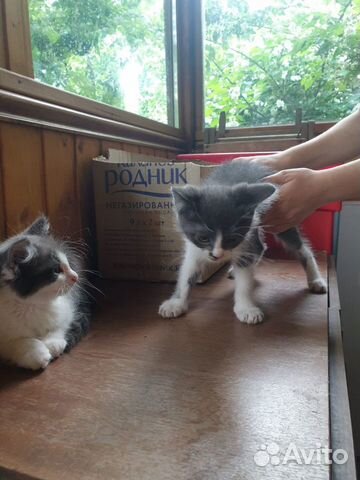 2 котенка девочка и мальчик