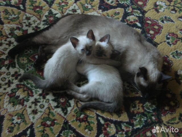 Две тайские девчушки