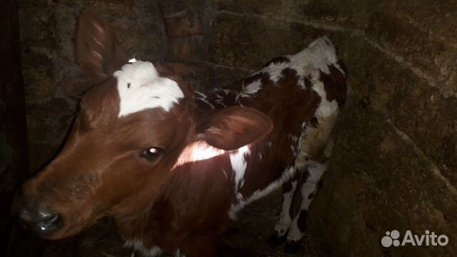 Телочка