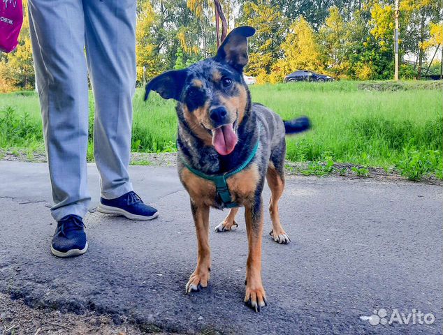 Маленькая собачка в добрые руки