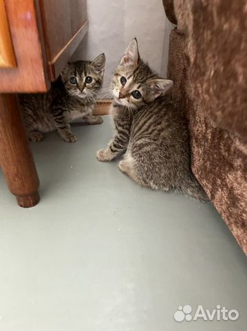 Котята мальчик и девочка 2 мес