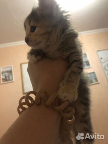 Трехцветный котенок