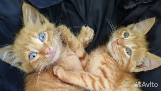 Солнечные мальчики в добрые руки