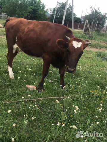 Продается тельная телка