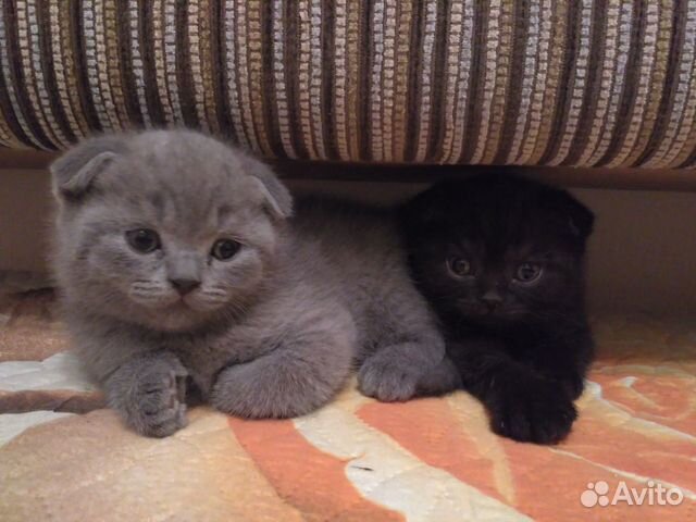 Продаются шотландские котята