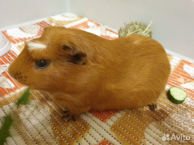 Морская свинка крестед