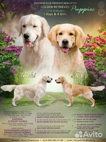 Щенки золотистого ретривера