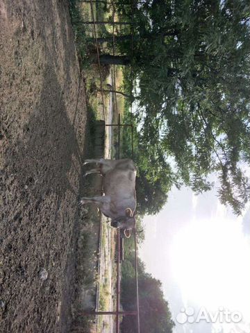 Молочная корова