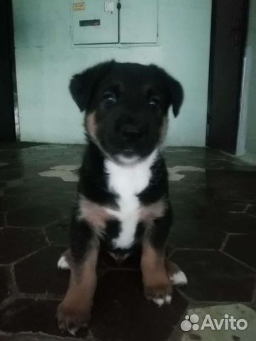 Щенок 2месяца,мальчик,отдадим в добрые руки, беспл