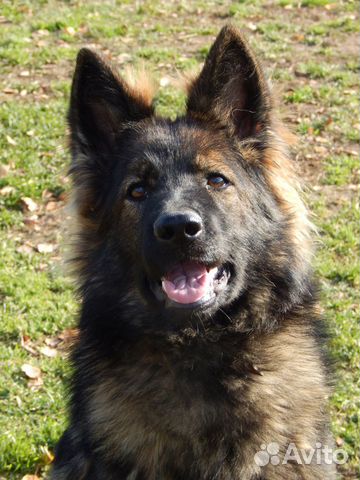 Шикарная д ш сука 2.5 года раб развед
