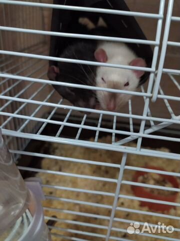 2 крыски с клеткой