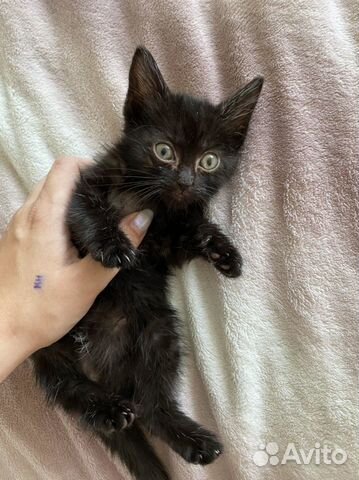 Котенок девочка Смоки, 1 месяц